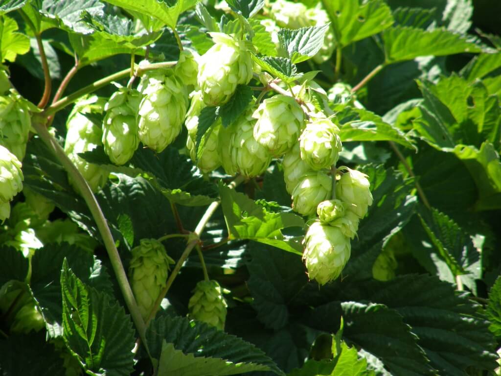 What are Hops | Barons Beverage Services | Barons Beer